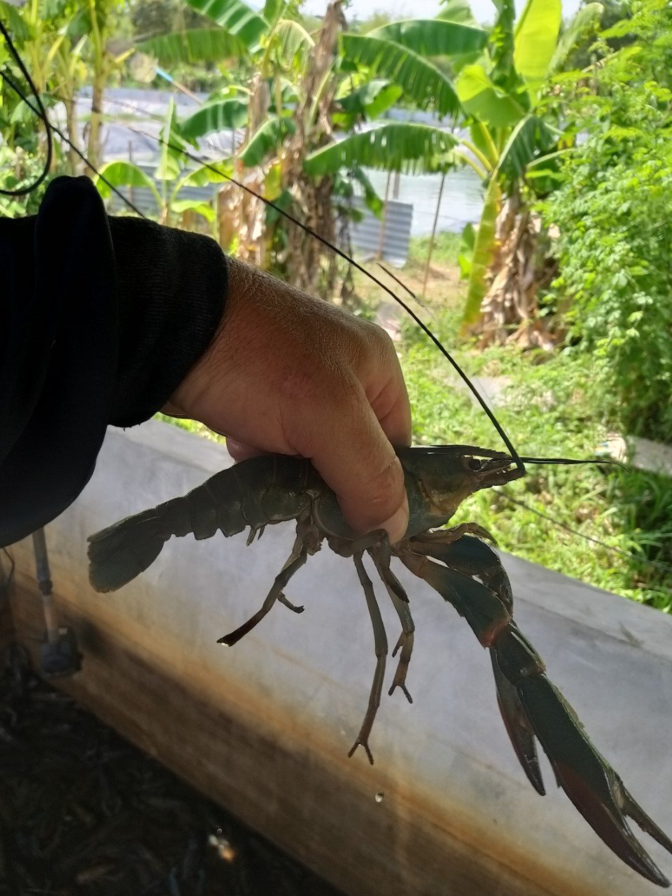 Mail order Red Claw Crayfish - Farming in Thailand Forum - Thailand ...