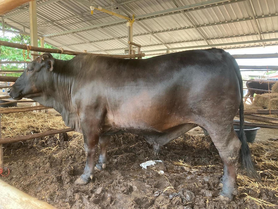 Sangsee Farm: Thailand’s premier wagyu breeding farm - Western Food in ...