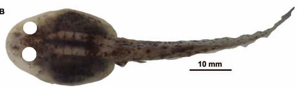 What are these tadpole-like things in my garden pond? - Plants, Pets ...