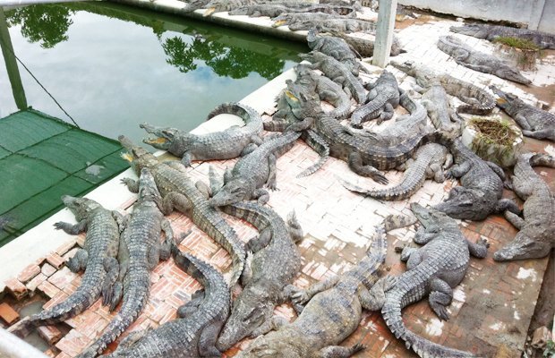 Cambodia to Export 3,000 Crocodiles to China and Vietnam - Cambodia ...
