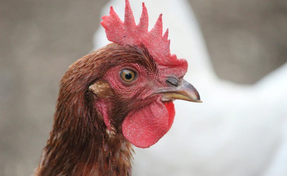 Washington State Notes World’s First H5N5 Bird Flu Human Death - World ...