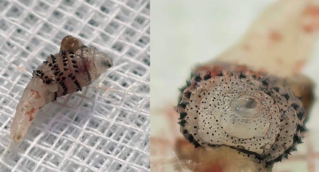 Larva Removed in Bangkok Linked to Travel, No Local Threat - Bangkok ...