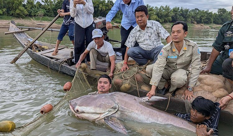 Rare 100 kg “Royal Fish” Released Back into Mekong - Cambodia News ...