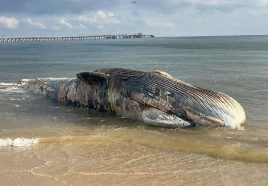 Plastic Bottle Found in Beached Whale in Songkhla Autopsy - Southern ...