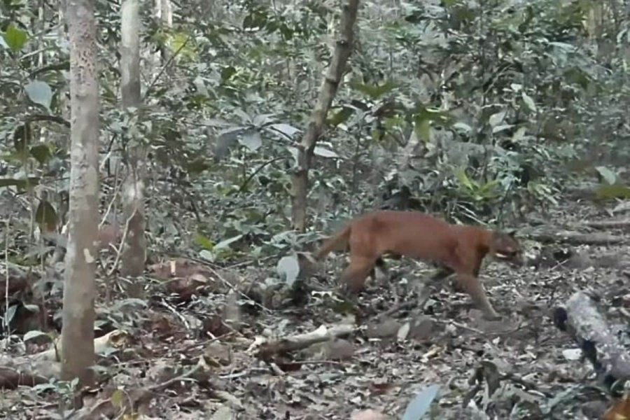 Rare Asiatic Golden Cat Spotted in Khao Yai National Park - Central ...