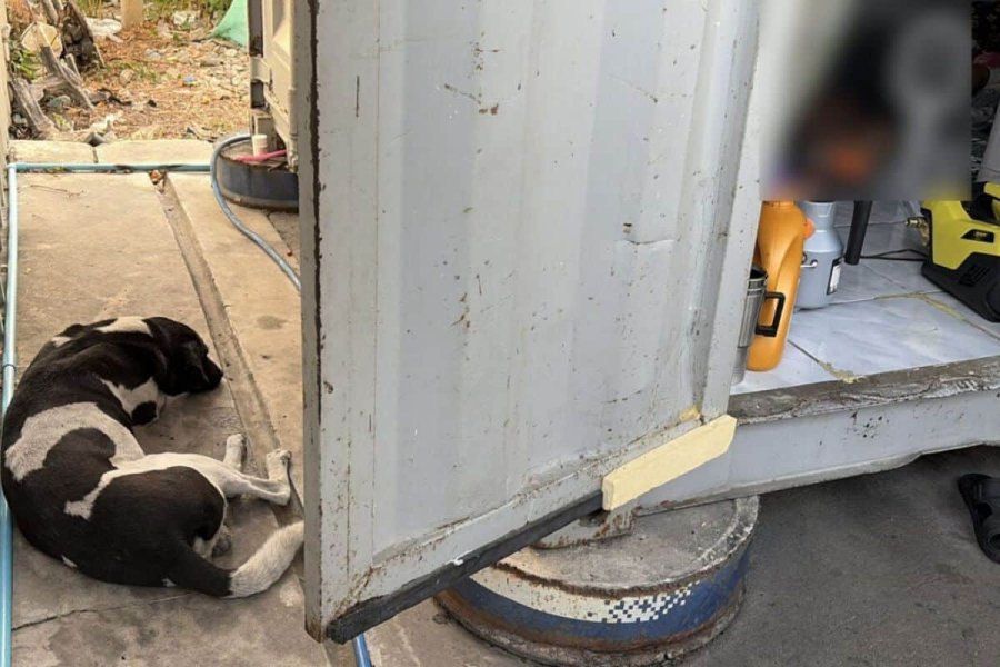 Truck Driver Found Dead in Dormitory with Loyal Dog Nearby - Bangkok ...