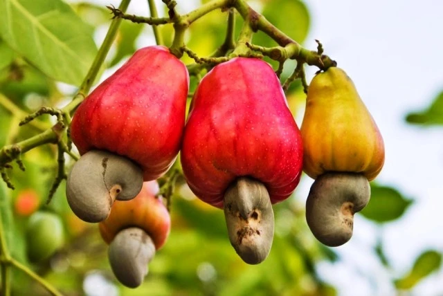 Cambodia Cashew Exports Hit $1.5bn in 2025 - Cambodia News - Thailand ...